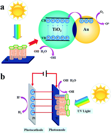 Isolated/interacting Au islands on TiO 2 NTs for the switching ...