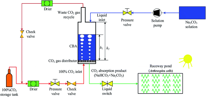 Developing a CO 2 bicarbonation absorber for promoting microalgal ...