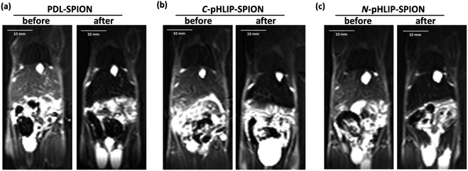 Evaluation of non-targeting, C- or N-pH (low) insertion peptide ...