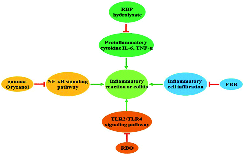 The anti-cancer activity and potential clinical application of rice ...