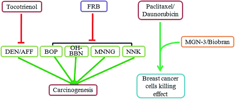The anti-cancer activity and potential clinical application of rice ...