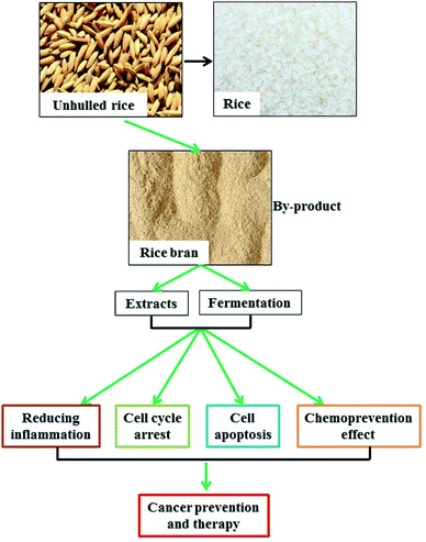 The anti-cancer activity and potential clinical application of rice ...