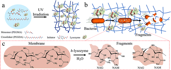 Improved antibacterial performance using hydrogel-immobilized lysozyme ...