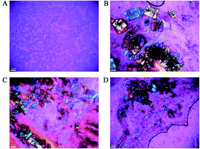 In vitro and in vivo evaluation of benzathine foscarnet microcrystals ...