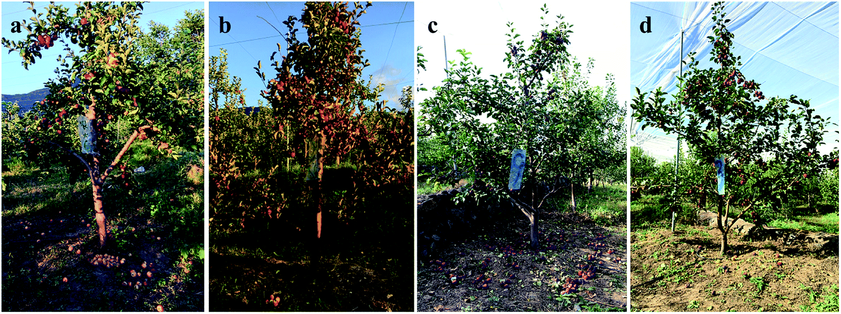 A microcapsule oil dispersion for the controlled release of 1-methylcyclopropene in an open ...