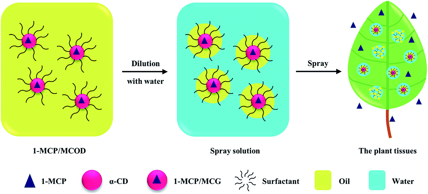A microcapsule oil dispersion for the controlled release of 1-methylcyclopropene in an open ...