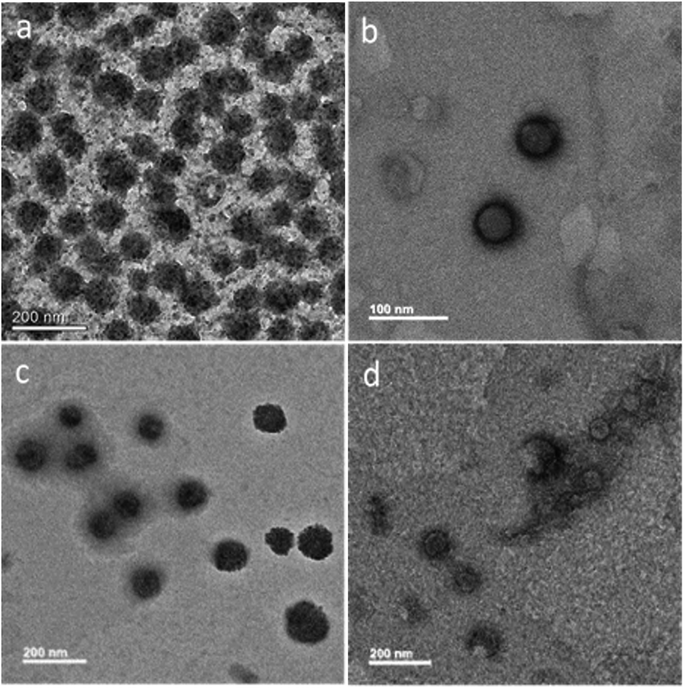 Pluronic F127 self-assembled MoS 2 nanocomposites as an effective ...