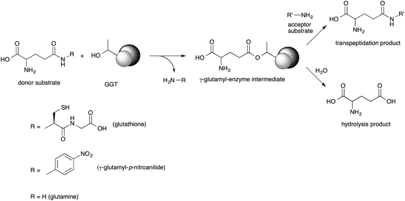Effect of the inserted active-site-covering lid loop on the catalytic ...