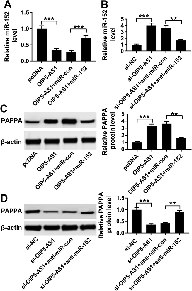 Retracted Article Knockdown Of Long Non Coding Rna Oip5 As1 Suppresses