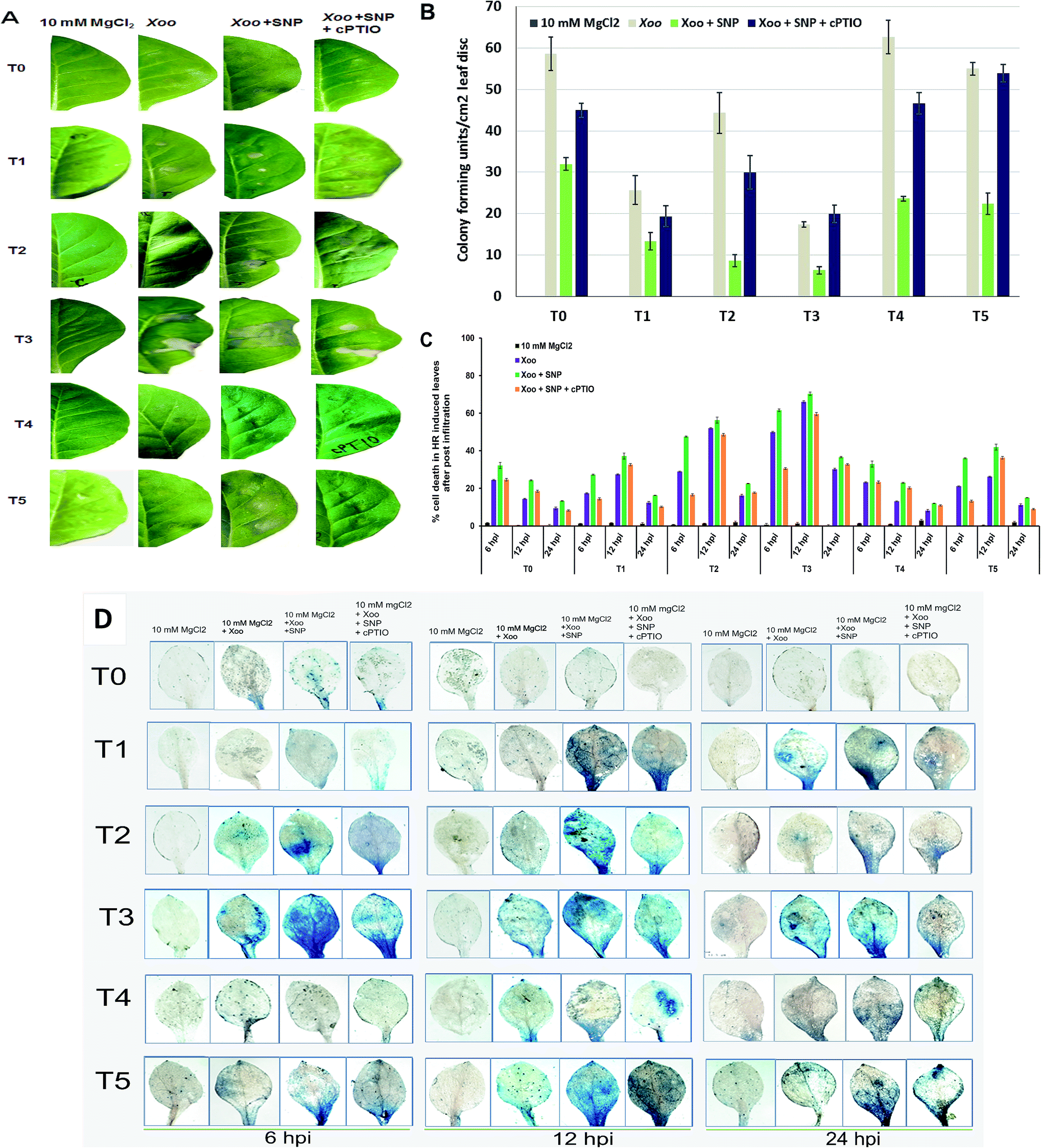 Trichoderma asperellum T42 induces local defense against Xanthomonas oryzae pv. oryzae under ...