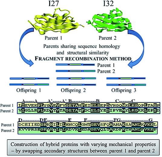 Evolutionary approaches in protein engineering towards biomaterial ...