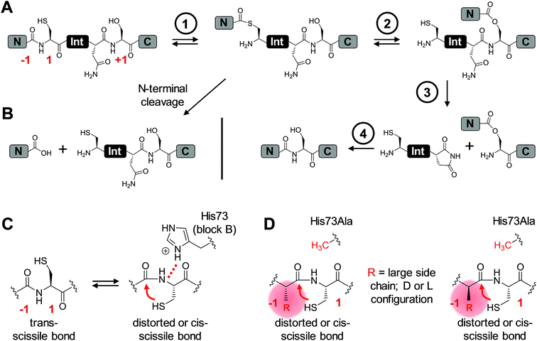 A functional interplay between intein and extein sequences in protein ...