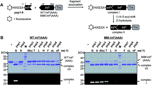 A functional interplay between intein and extein sequences in protein ...