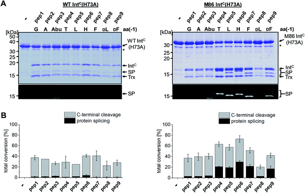 A functional interplay between intein and extein sequences in protein ...