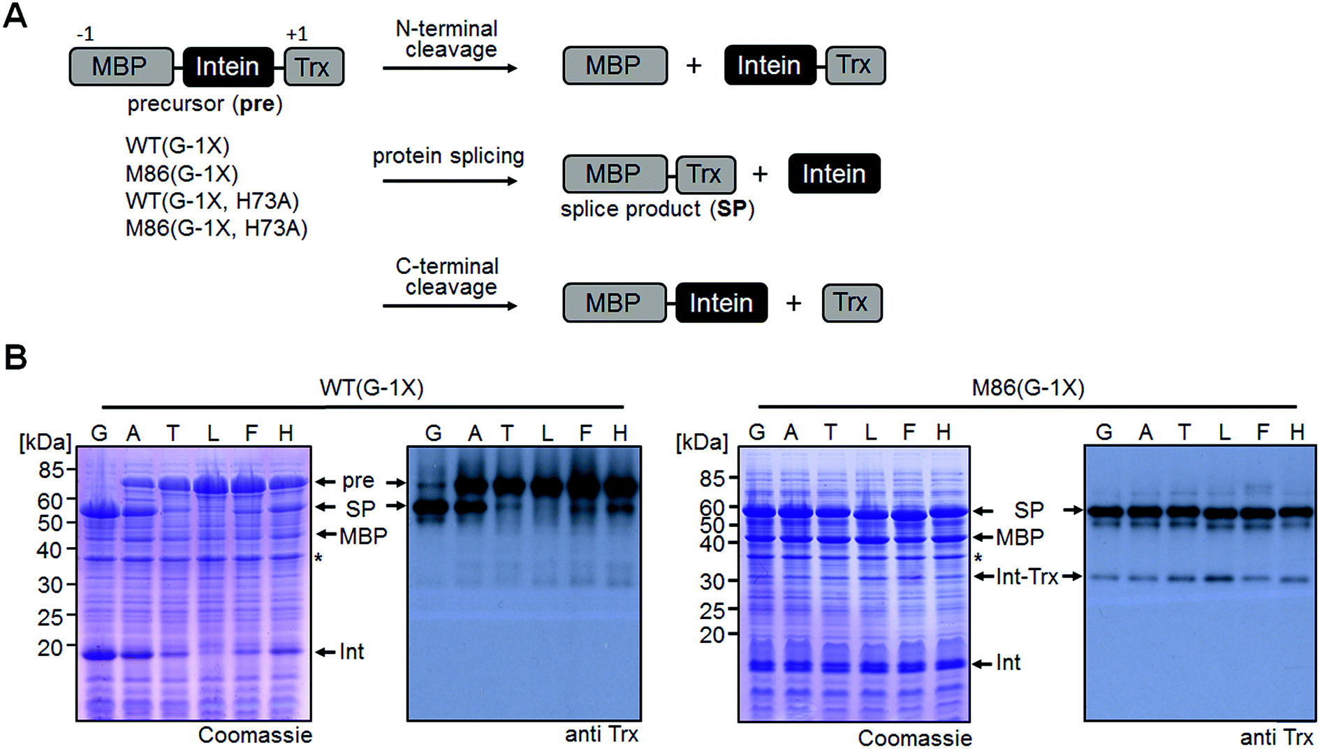 A functional interplay between intein and extein sequences in protein ...