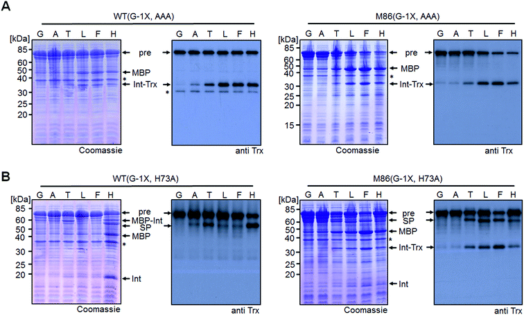 A functional interplay between intein and extein sequences in protein ...