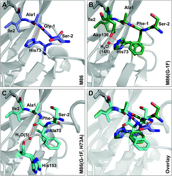 A functional interplay between intein and extein sequences in protein ...