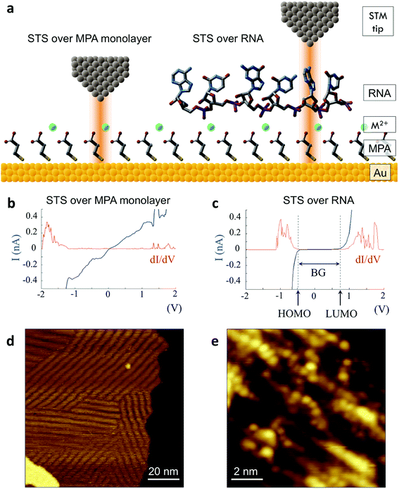 Nucleotide and structural label identification in single RNA molecules ...