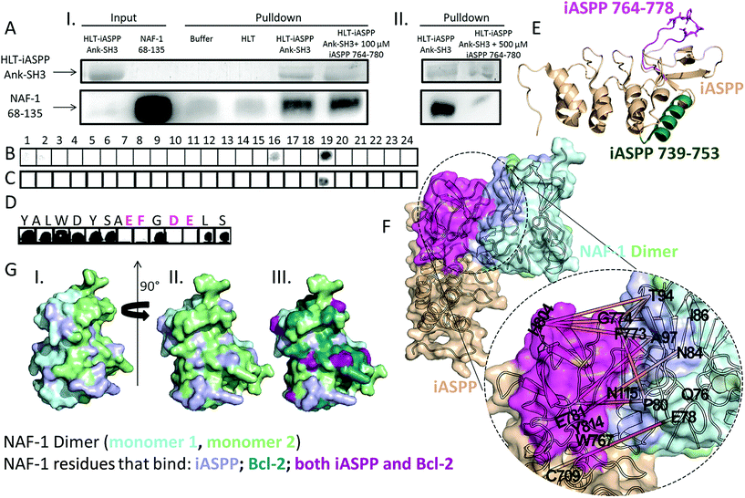 The anti-apoptotic proteins NAF-1 and iASPP interact to drive apoptosis ...
