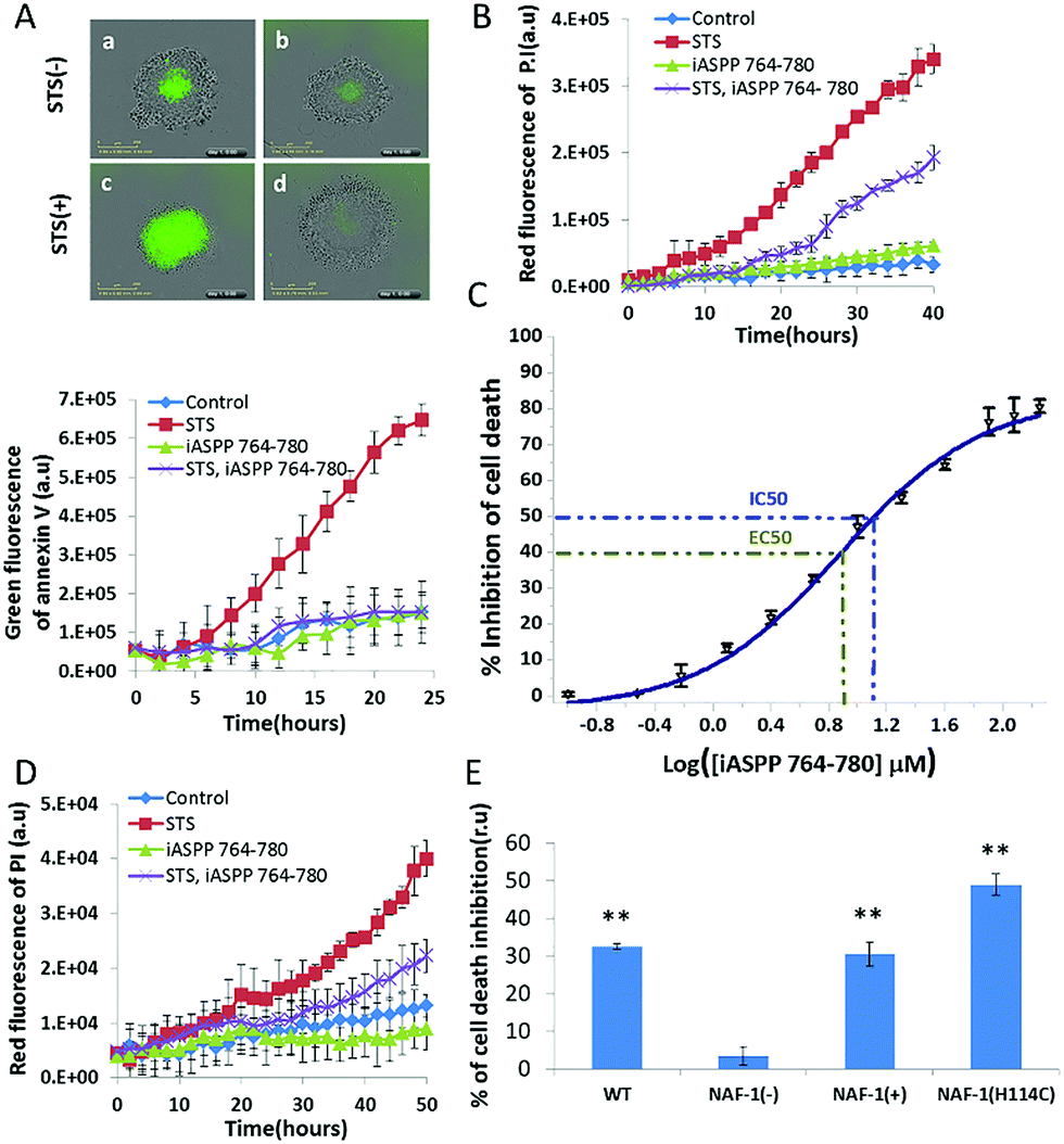 The anti-apoptotic proteins NAF-1 and iASPP interact to drive apoptosis ...