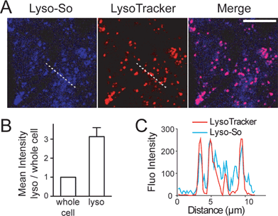 Lysosome-targeted photoactivation reveals local sphingosine metabolism ...