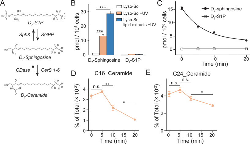 Lysosome-targeted photoactivation reveals local sphingosine metabolism ...