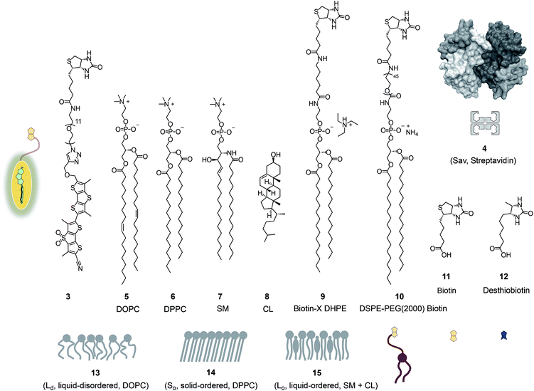 Streptavidin interfacing as a general strategy to localize fluorescent ...
