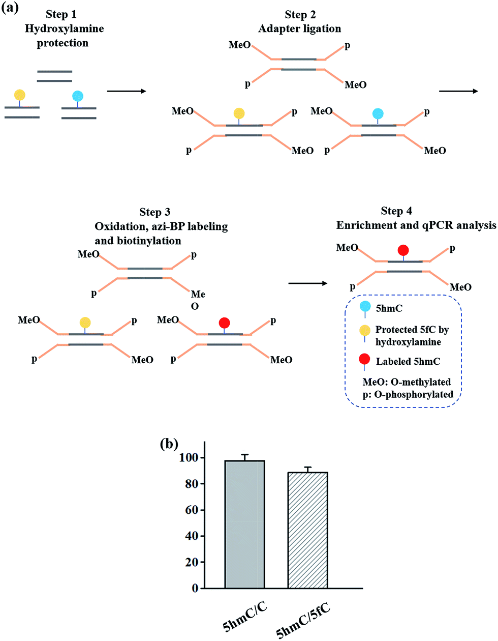 Bisulfite Free Single Base Resolution Analysis Of 5