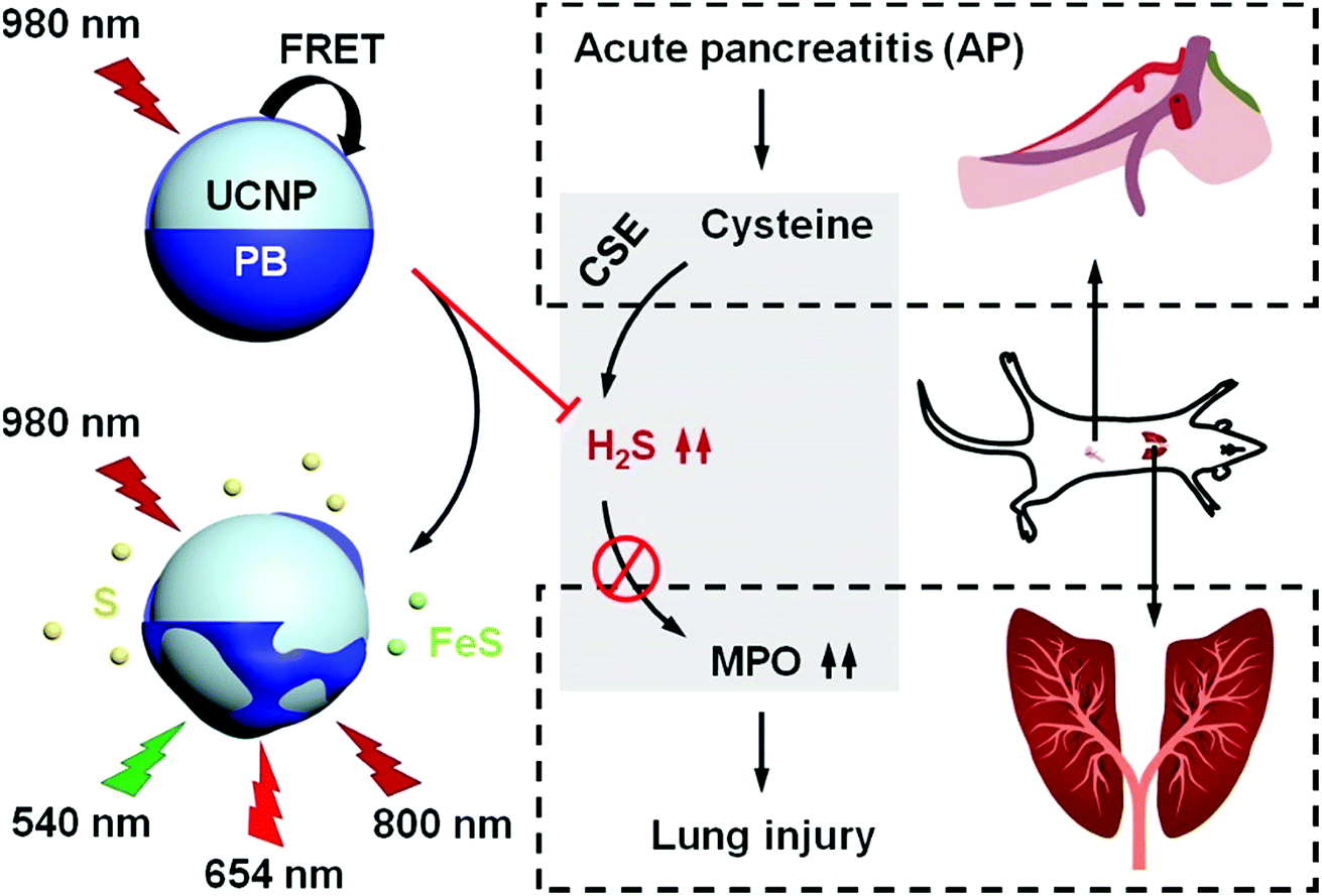 Rationally designed pure-inorganic upconversion nanoprobes for ultra ...