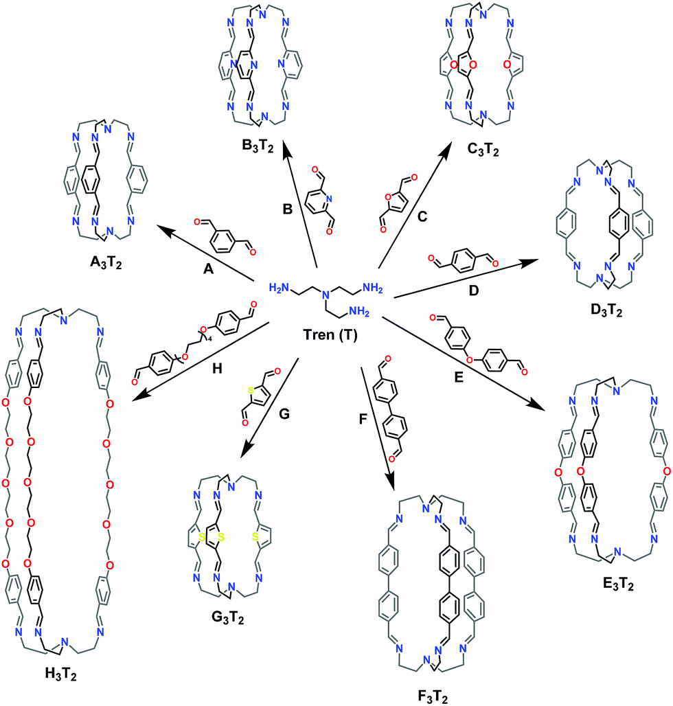 Dynamic polyimine macrobicyclic cryptands – self-sorting with component ...