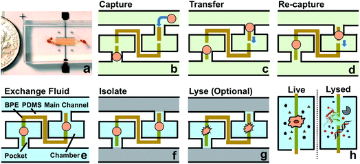 Integration of marker-free selection of single cells at a wireless ...