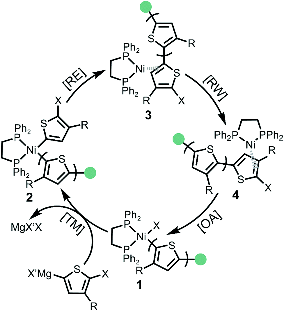 The role of halogens in the catalyst transfer polycondensation for π ...