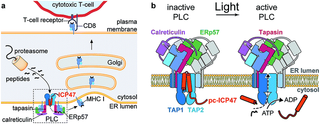 Optical control of the antigen translocation by synthetic photo ...