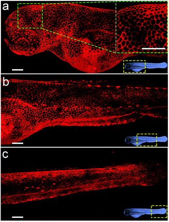 Efficient cell surface labelling of live zebrafish embryos: wash-free ...