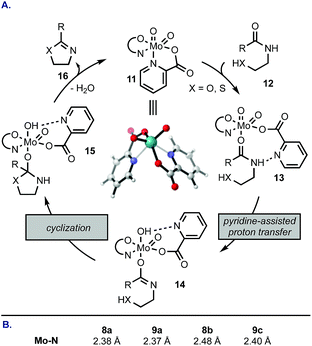 Total synthesis of micrococcin P1 and thiocillin I enabled by Mo( vi ...
