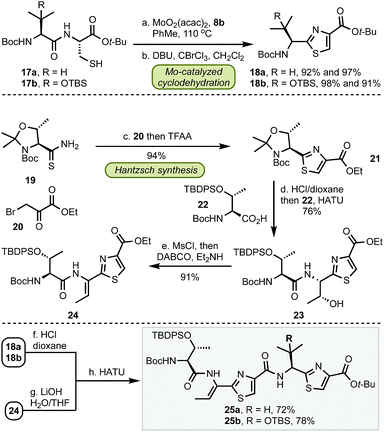 Total synthesis of micrococcin P1 and thiocillin I enabled by Mo( vi ...