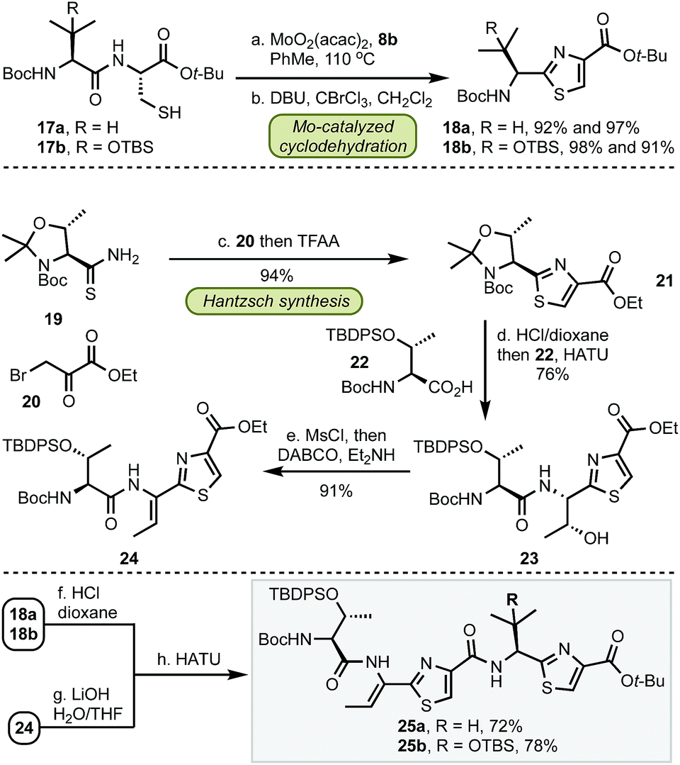 Total synthesis of micrococcin P1 and thiocillin I enabled by Mo( vi ...