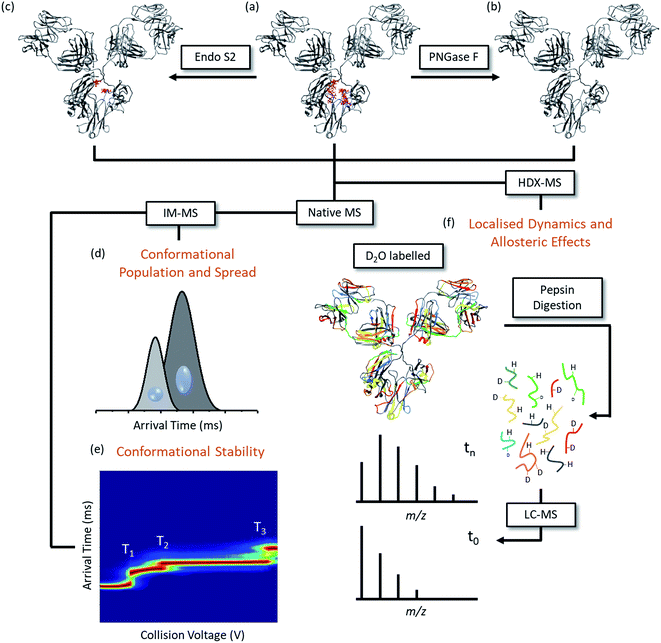 Hybrid mass spectrometry methods reveal lot-to-lot differences and ...