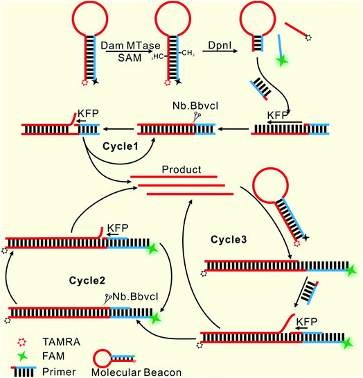 An integrated-molecular-beacon based multiple exponential strand ...