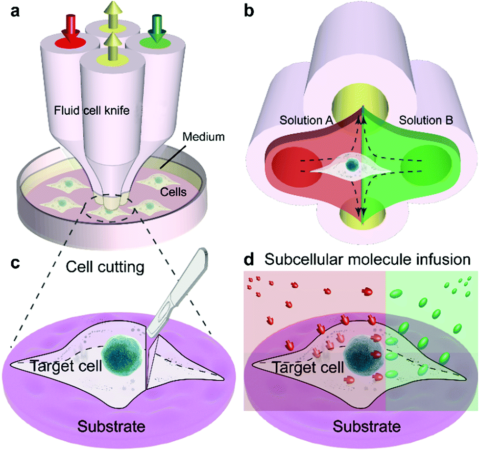 Chemical operations on a living single cell by open microfluidics for ...