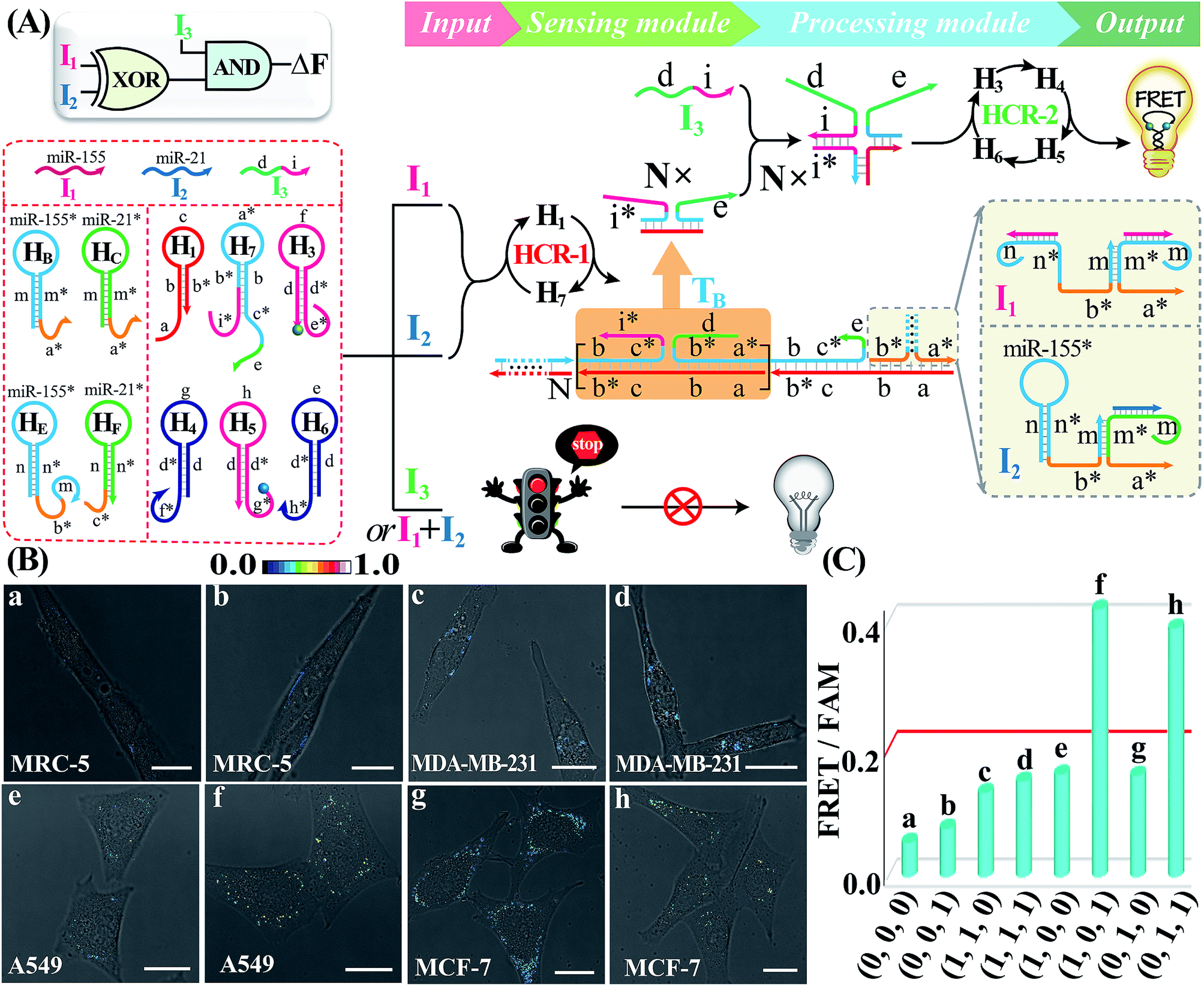 Programmable intracellular DNA biocomputing circuits for reliable cell ...
