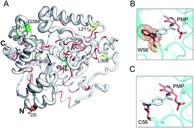 Widely applicable background depletion step enables transaminase ...