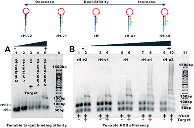 Single-step multivalent capture assay for nucleic acid detection with ...