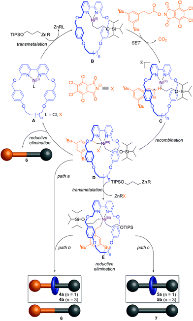 Active template rotaxane synthesis through the Ni-catalyzed cross ...