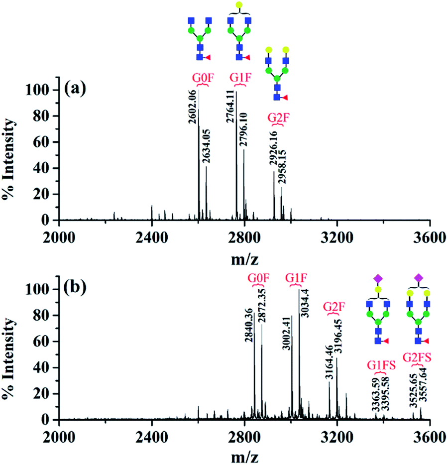 Chemical labeling for fine mapping of IgG N-glycosylation by ETD-MS ...