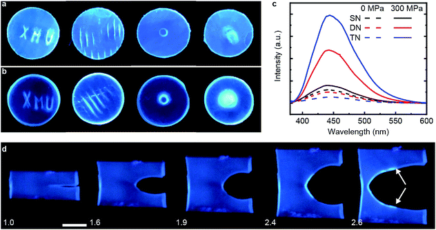 Mechanochromism and optical remodeling of multi-network elastomers ...