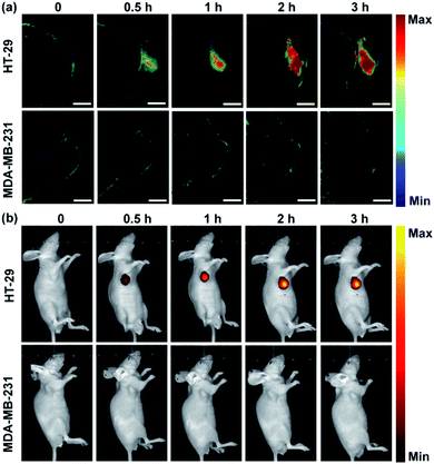 Engineering an NIR rhodol derivative with spirocyclic ring-opening ...