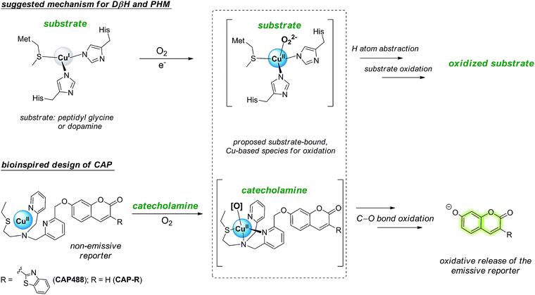 Selective catecholamine detection in living cells by a copper-mediated oxidative bond cleavage ...