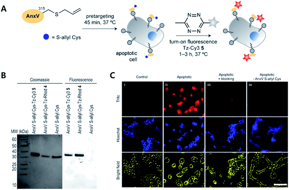 Biomedical Applications Of Copper Free Click Chemistry In Vitro In