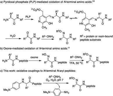 Ketoxime peptide ligations: oxidative couplings of alkoxyamines to N ...
